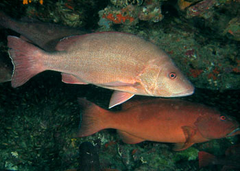 笛鲷科 Emmelichthyidae 蓝色动物学